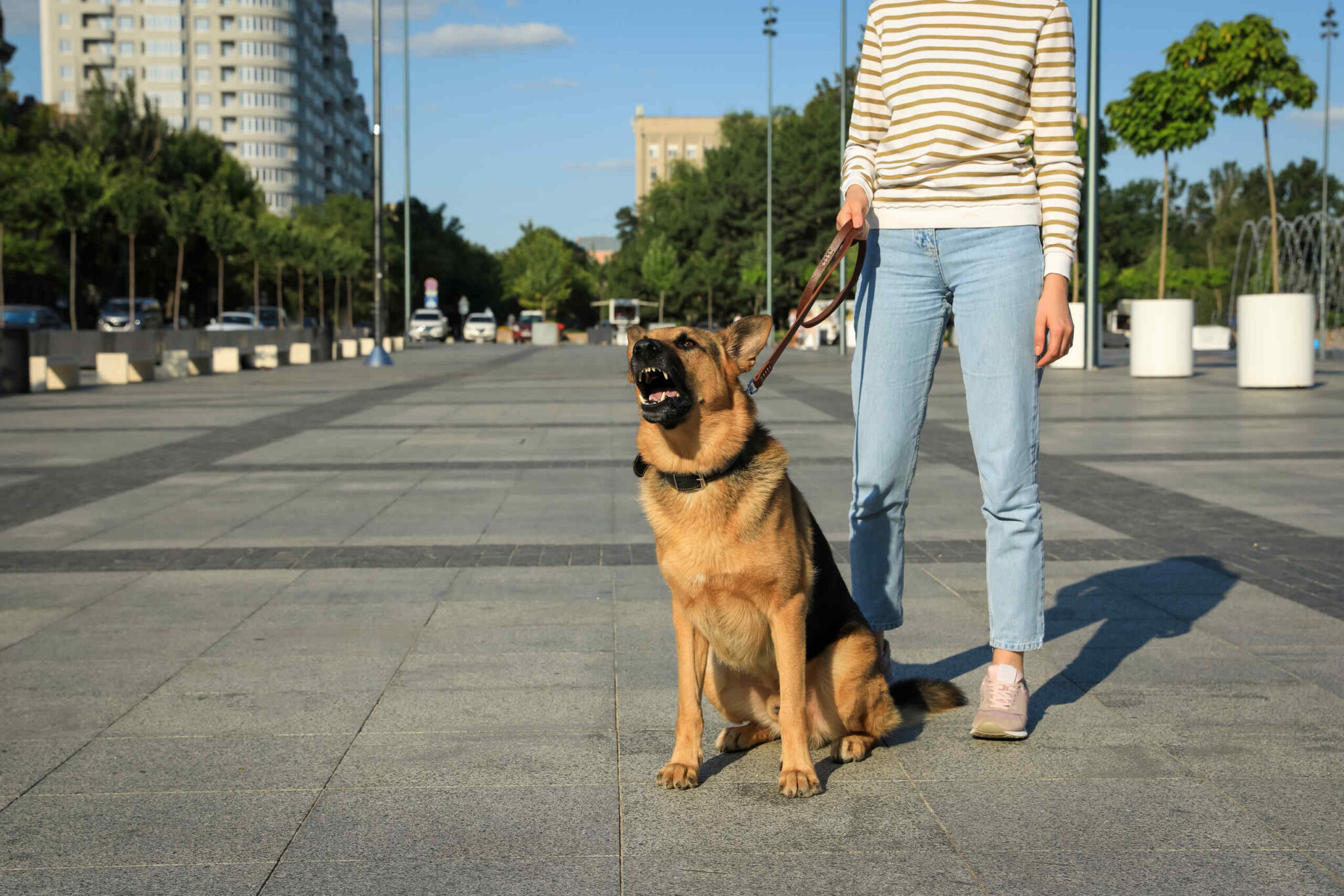 “One Bite” vs. Strict Liability in Utah Dog Bite Cases | Parker & McConkie